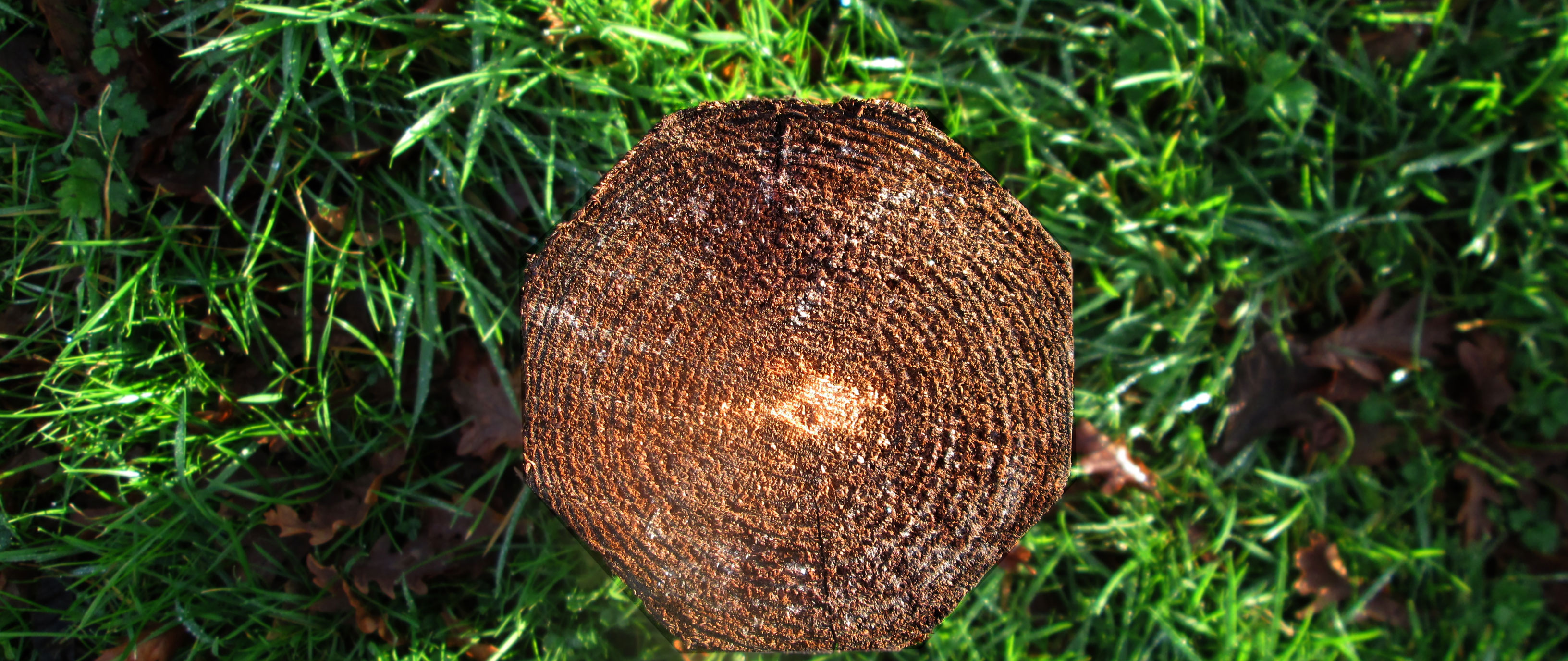 Loughwood | Creosote Fencing, Posts & Gates